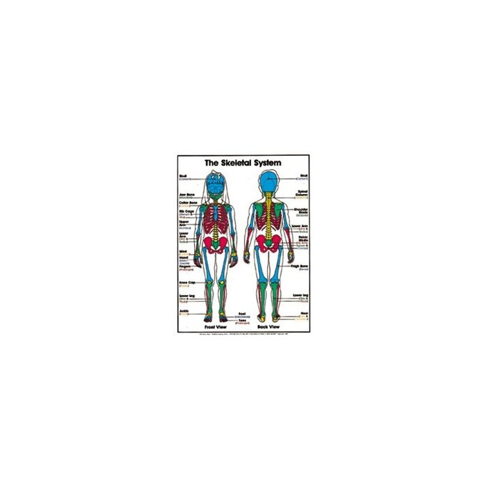 The Skeletal System (Grades 4-8) Chart, Laminated 18" x 24"